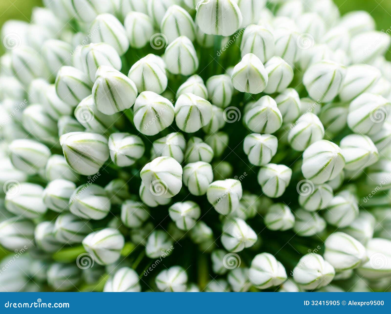 Fleur d'ail image stock. Image du vert, fleur, personne - 32415905