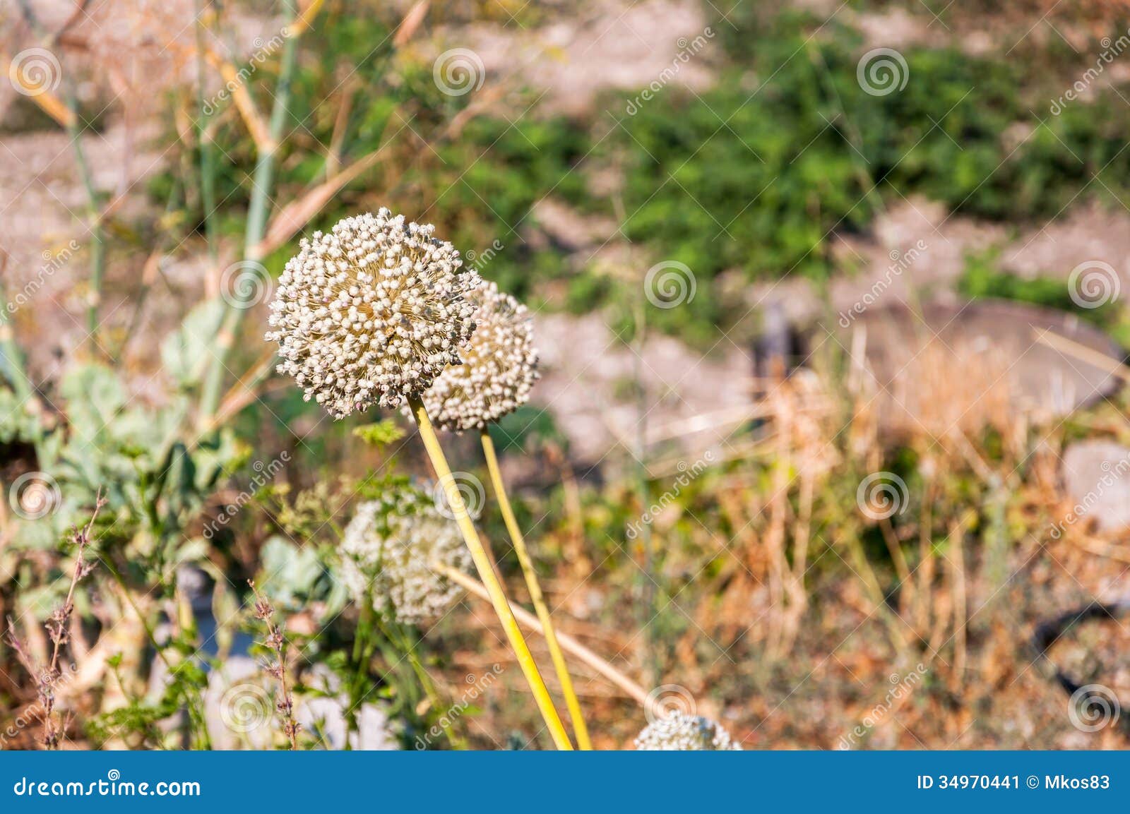 Fleur d'ail image stock. Image du culture, herbe, graine - 34970441