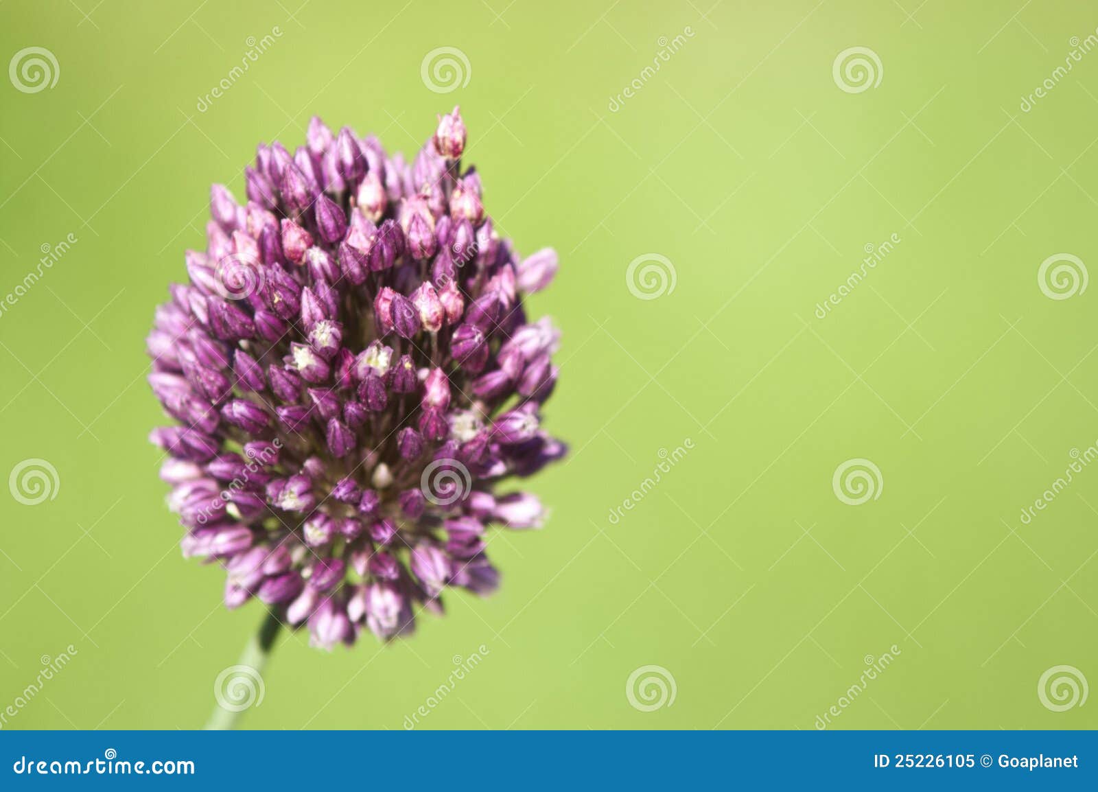 Fleur d'ail sauvage image stock. Image du baisse, flore - 25226105