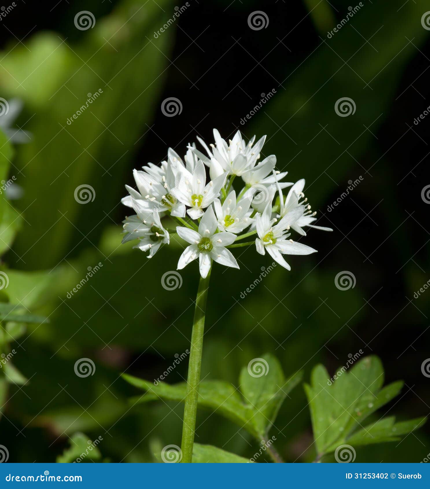 Fleur d'ail sauvage photo stock. Image du forêt, centrale - 31253402