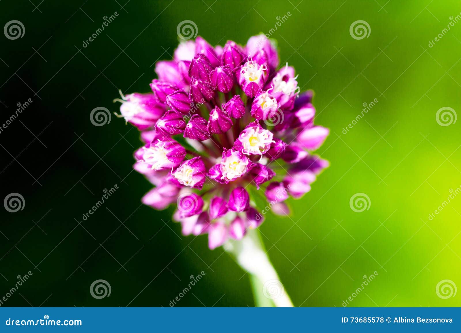 Fleur d'ail sauvage photo stock. Image du organique, floral - 73685578