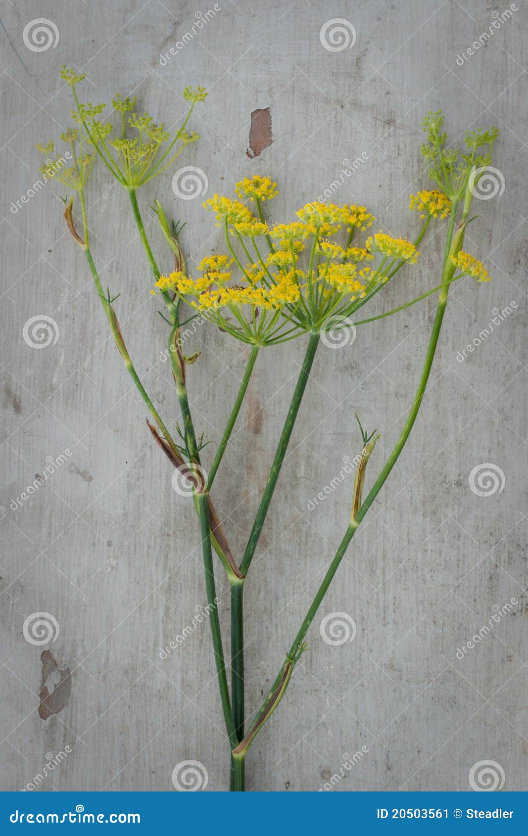 fleur d anis - Idee et astuce de la maison