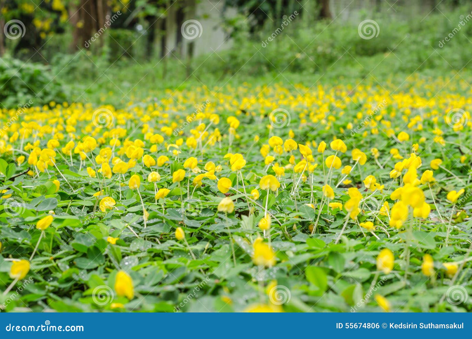 Fleur D'arachide De Pinto Dans Le Jardin Photo stock - Image du ...