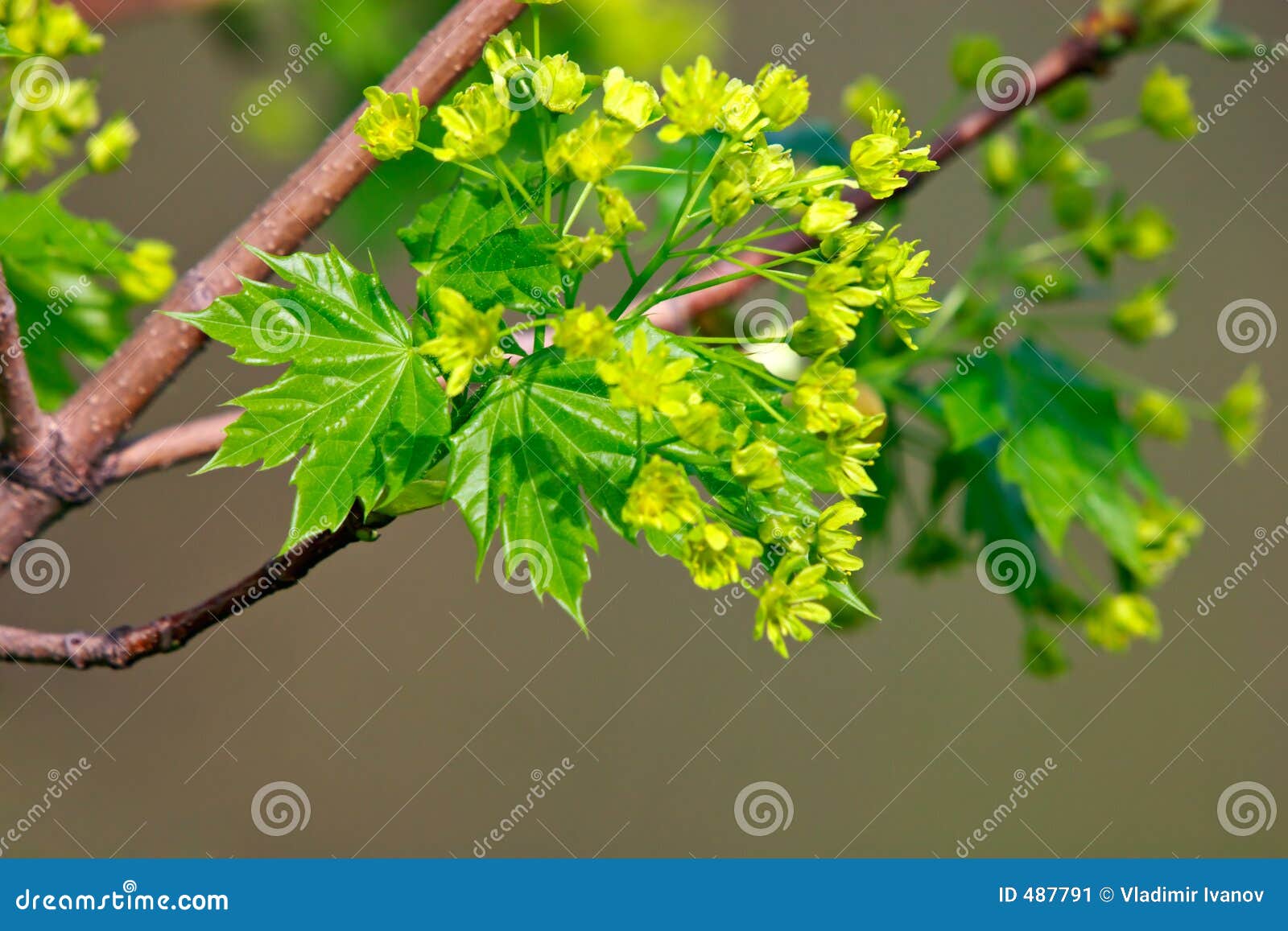 Fleur d'arbre d'érable image stock. Image du pétale, saisons - 487791