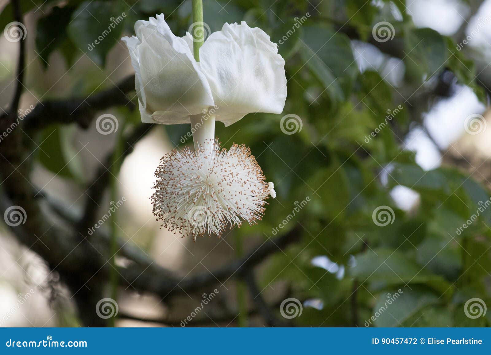 Fleur d'arbre de baobab photo stock. Image du blanc, over - 90457472
