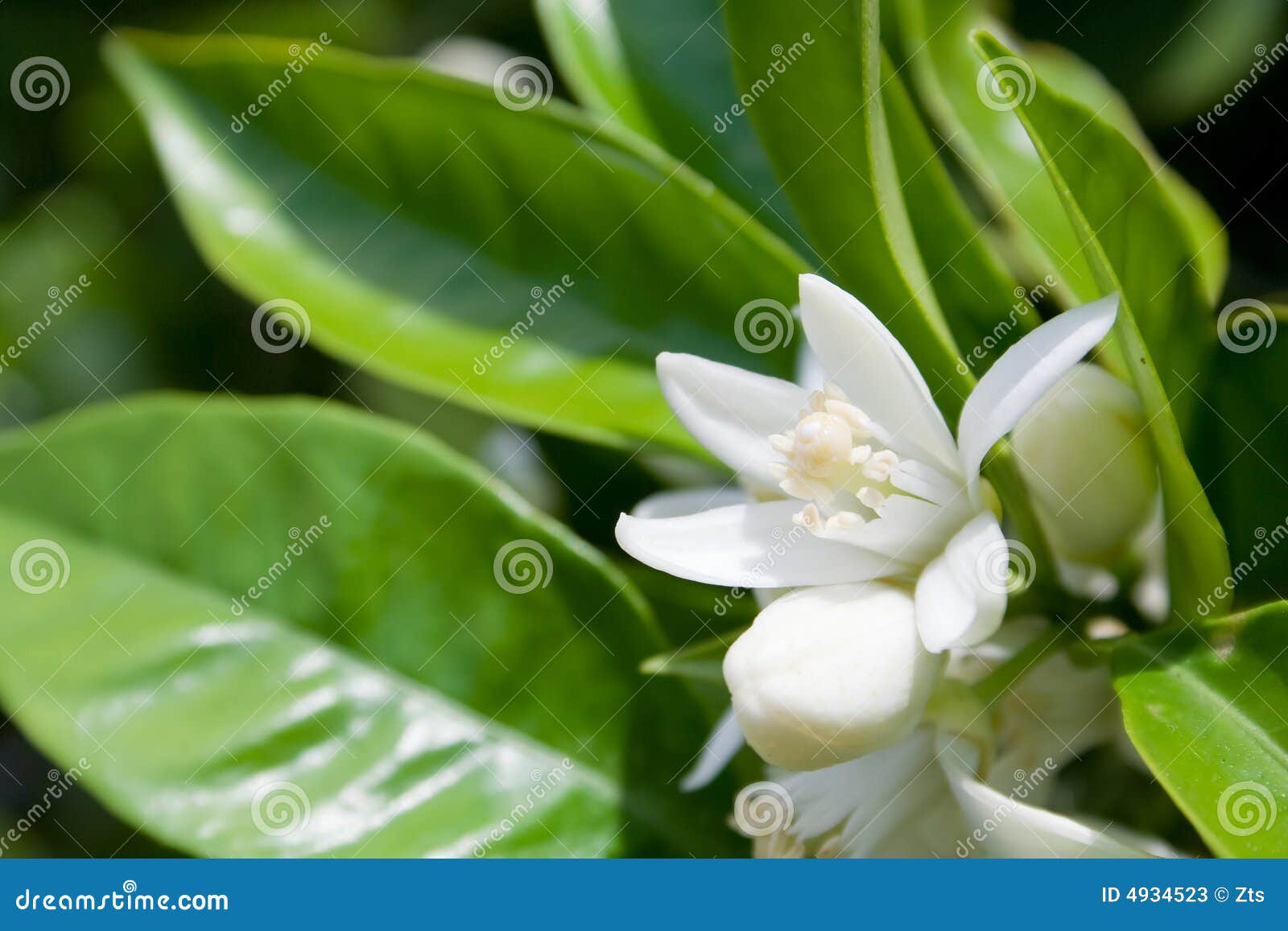 Fleur d'arbre orange image stock. Image du coloré, normal - 4934523