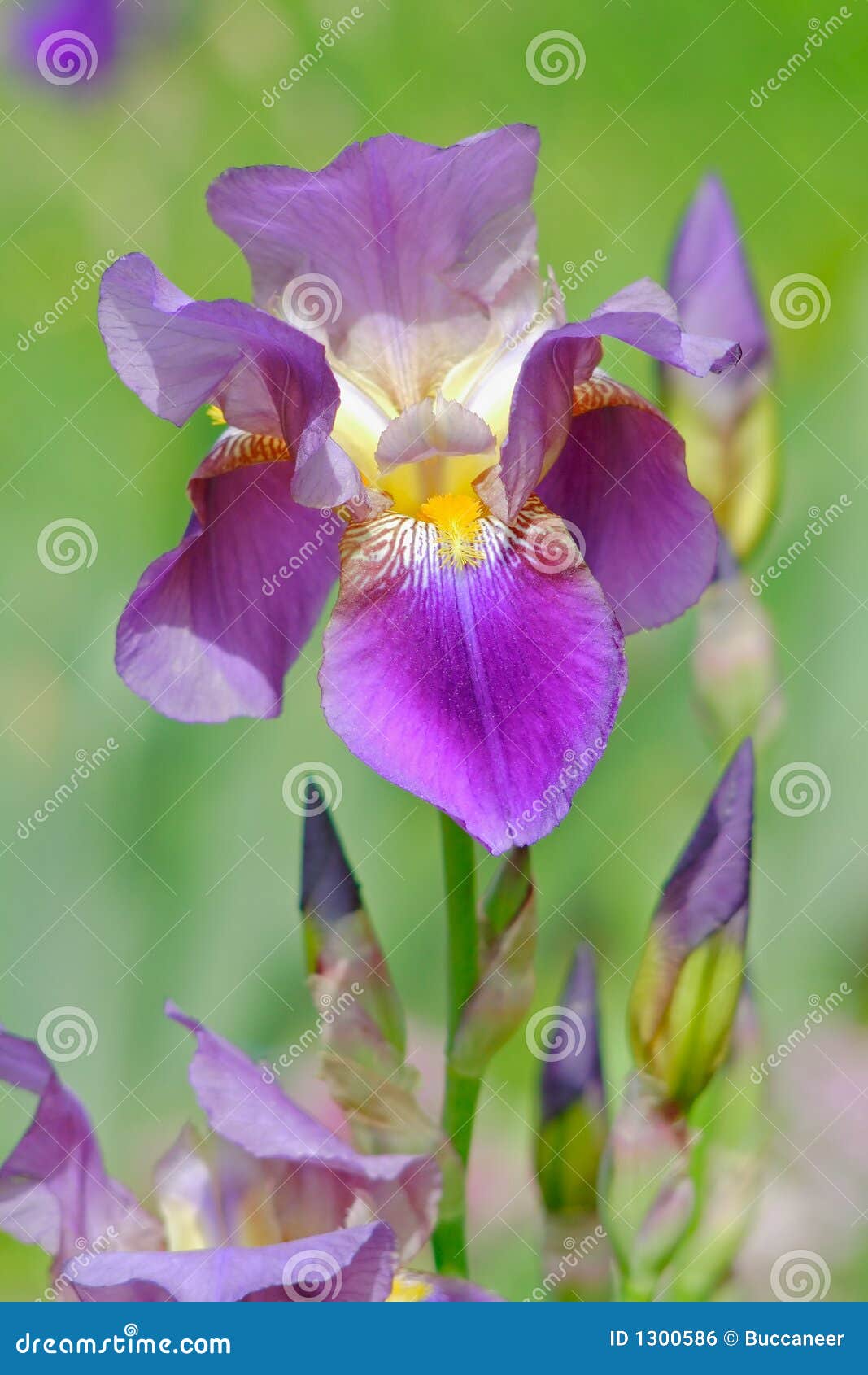 Fleur d'iris photo stock. Image du nature, horticulture - 1300586