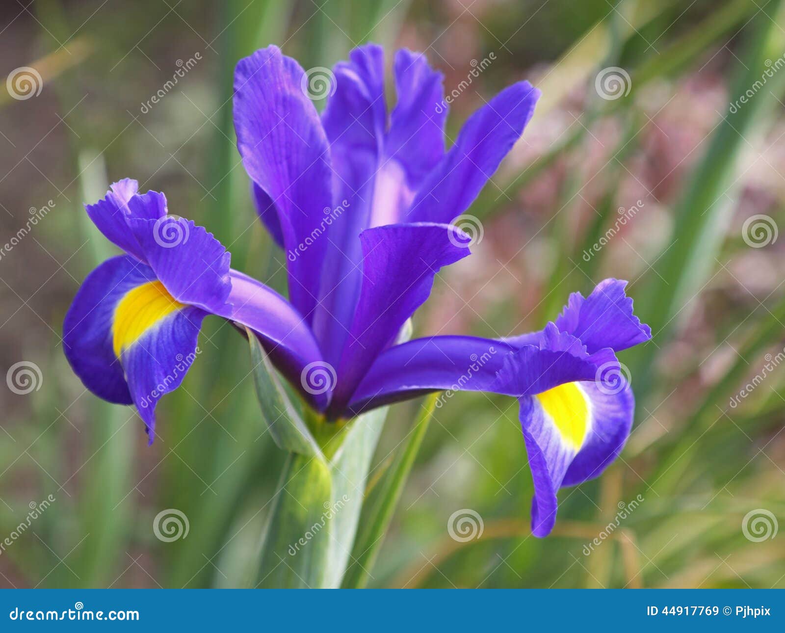Fleur d'iris image stock. Image du bleu, pistil, pendent - 44917769