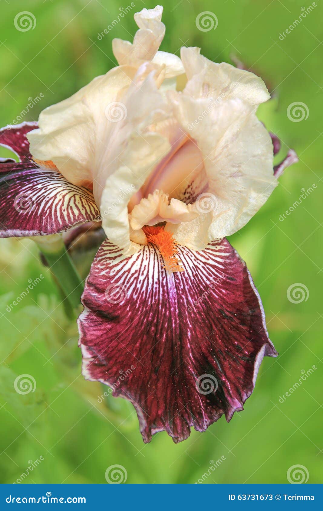 Fleur d'iris image stock. Image du beau, jardin, centrale - 63731673