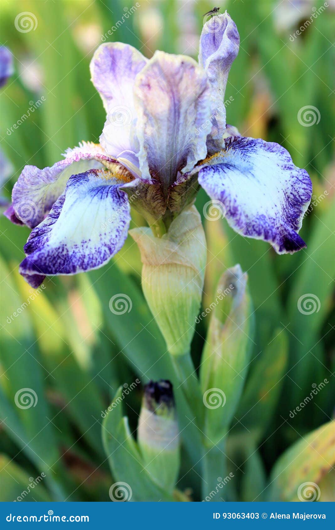 Fleur d'iris image stock. Image du ressort, blanc, jardin - 93063403