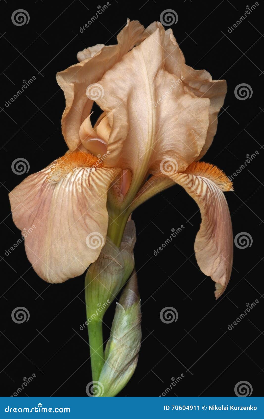 Fleur d'iris germanique image stock. Image du verticale - 70604911