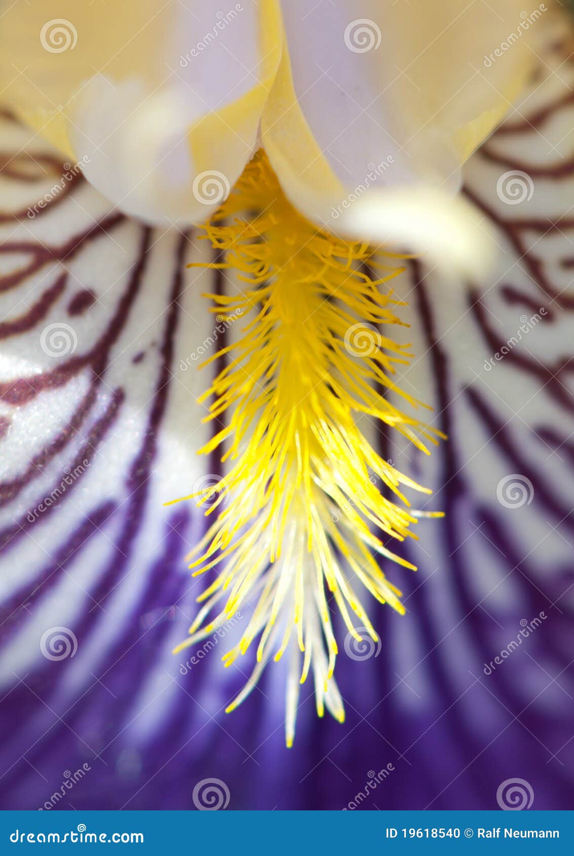 Fleur D'iris Germanique, Groupe Photo stock - Image du centrale, étamine: 19618540