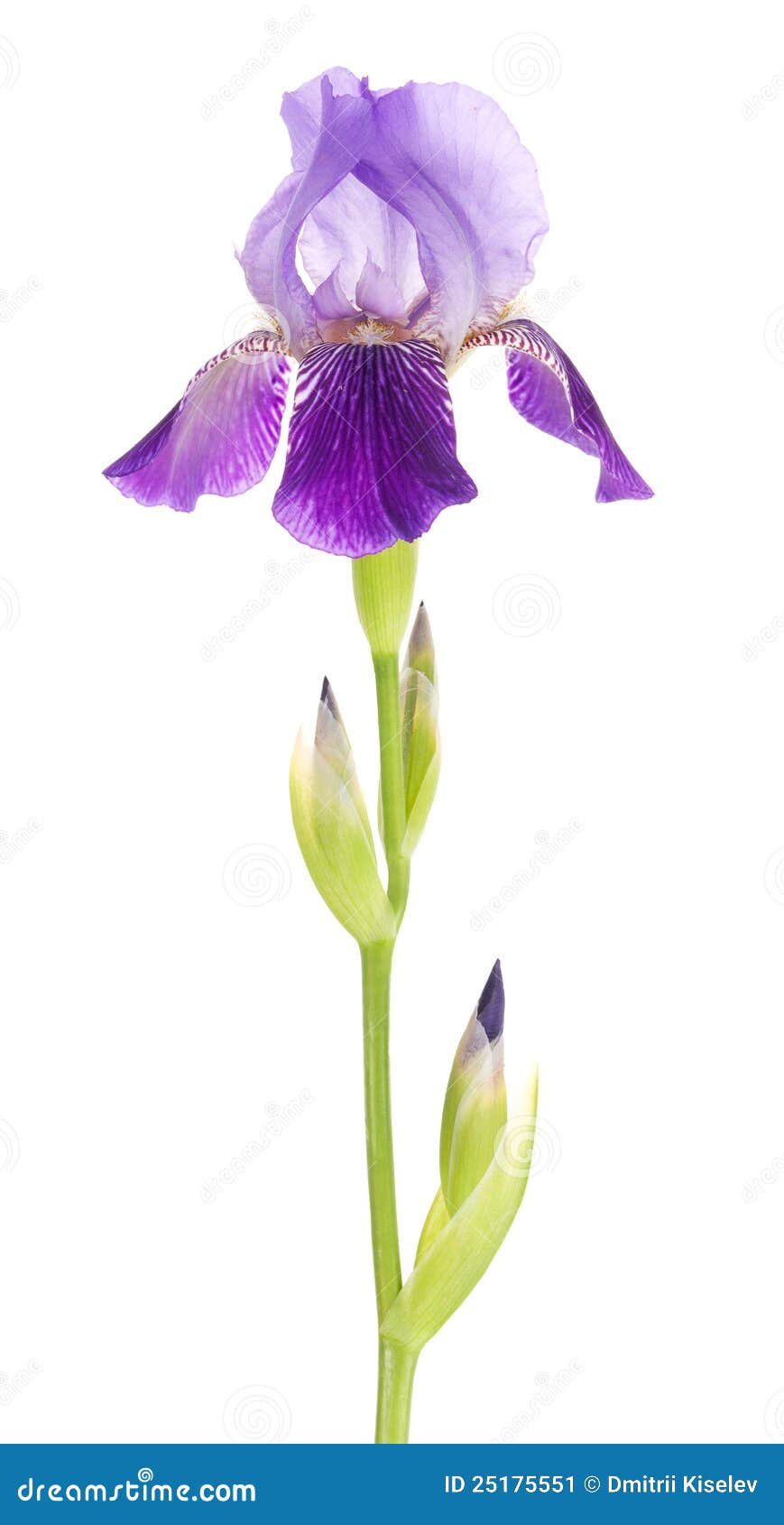 Fleur D'iris Sur Une Tige Mince Image stock - Image du blanc, studio ...