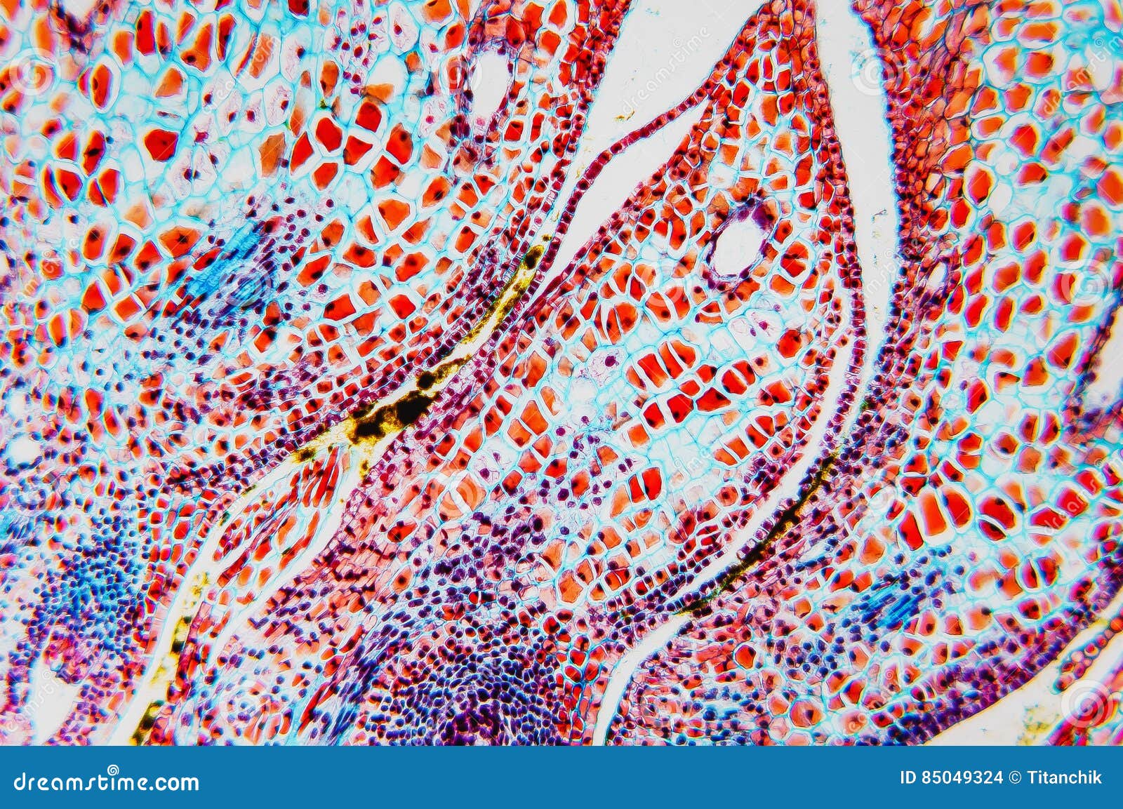 Fleur D'organe Reproducteur Photo stock - Image du étamine, type: 85049324