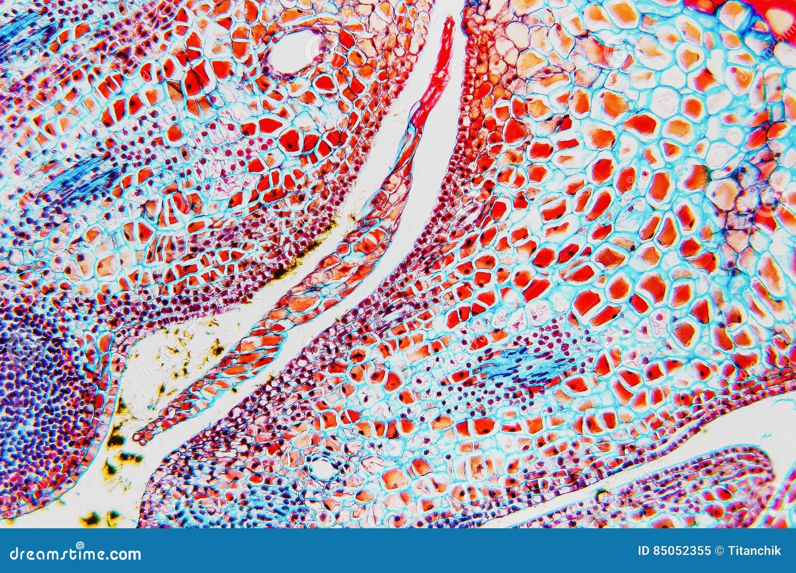 Fleur D'organe Reproducteur Image stock - Image du étamine, fleur: 85052355