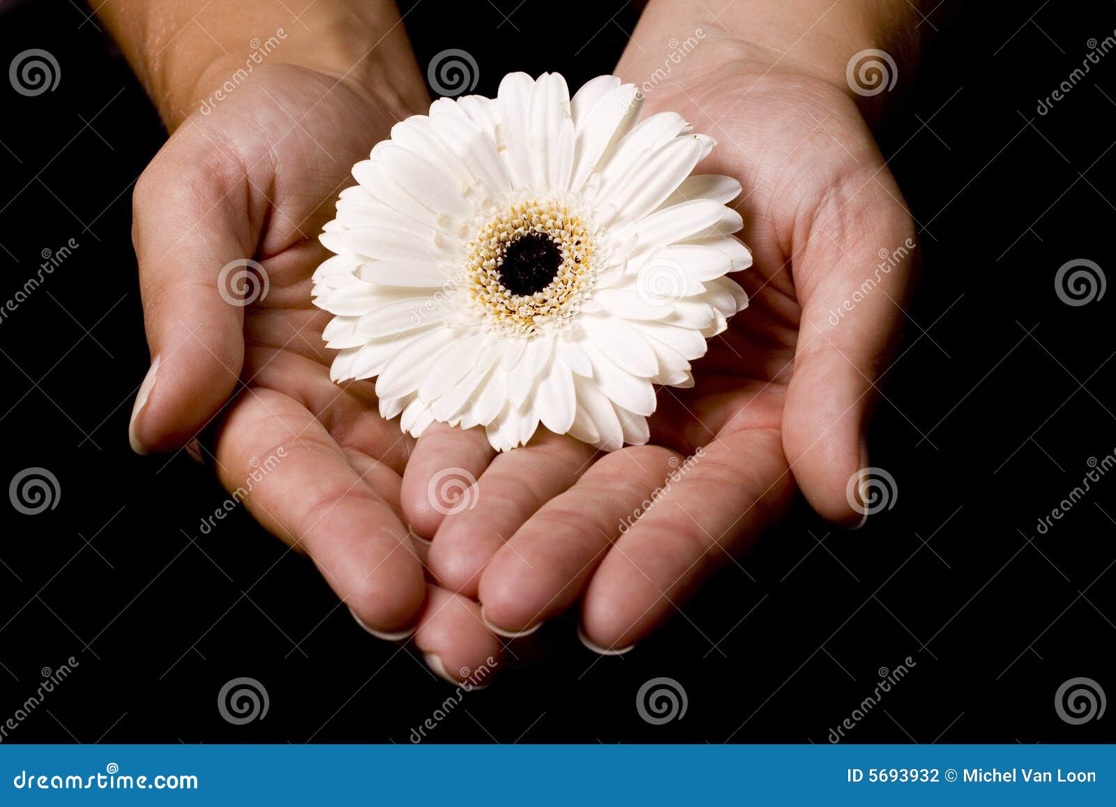 Fleur Dans Des Mains Image. Image: 5693932