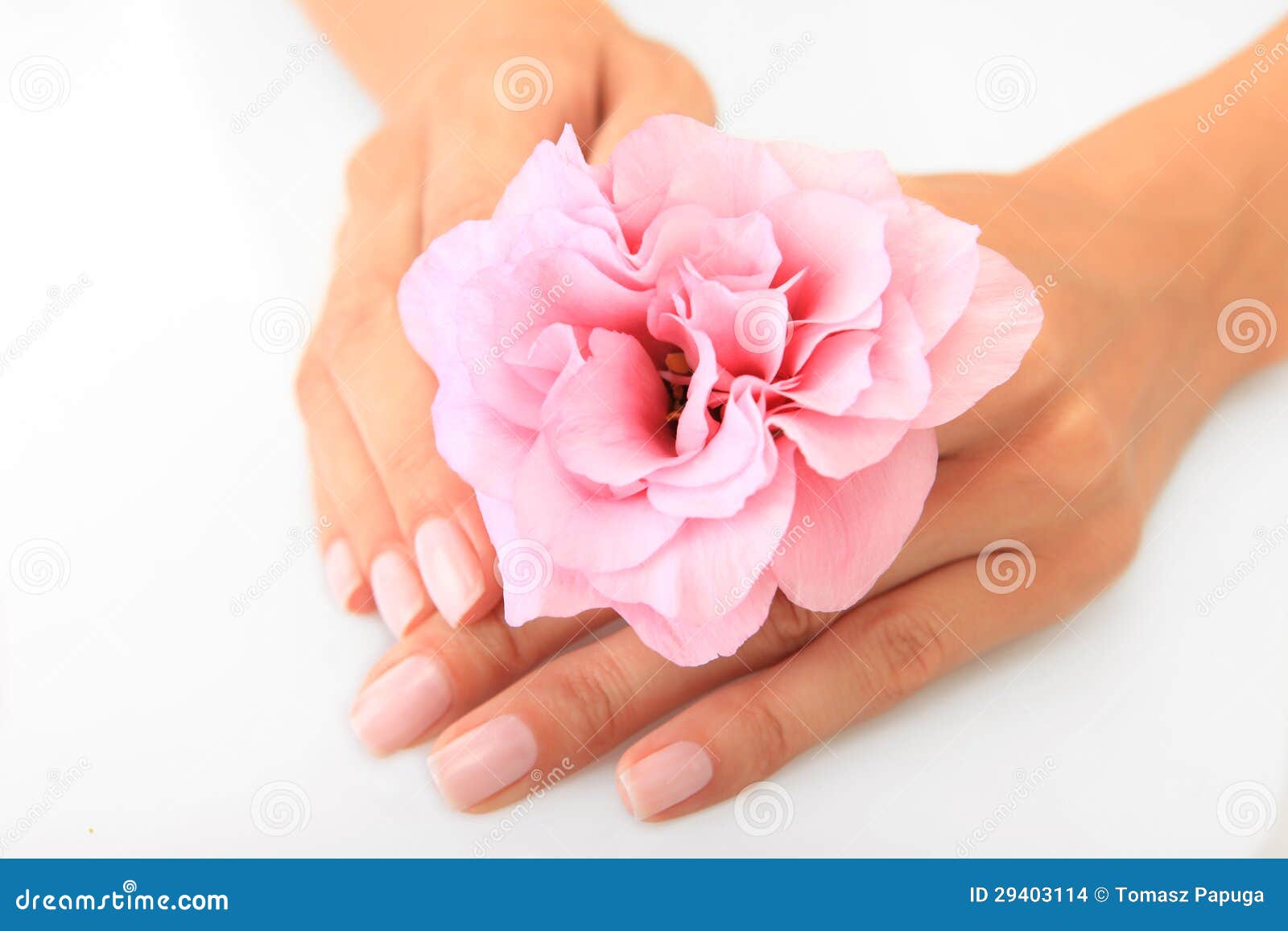Fleur Dans Des Mains Femelles Photo stock - Image du lifestyle ...