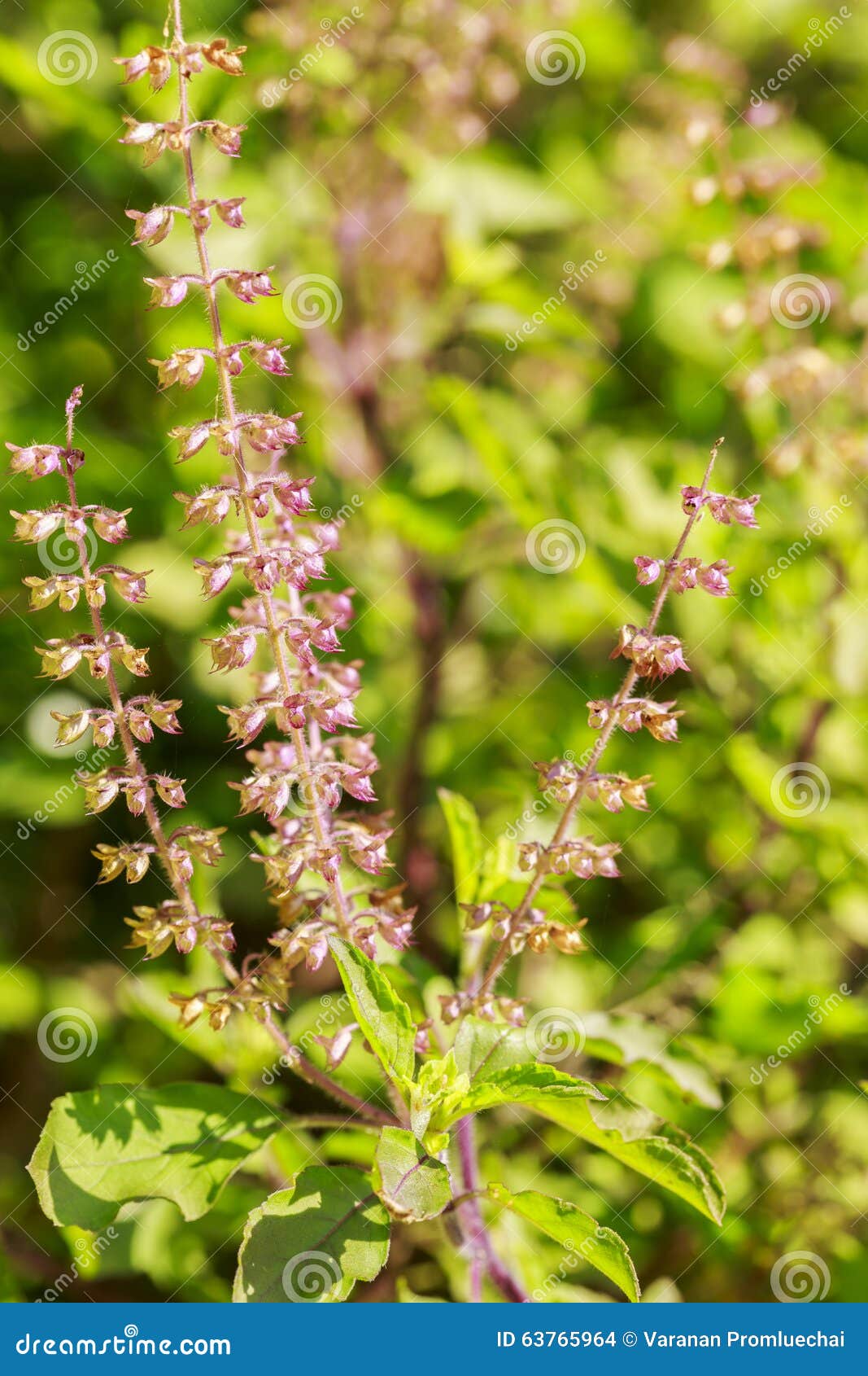Fleur de basilic doux photo stock. Image du image, arome - 63765964