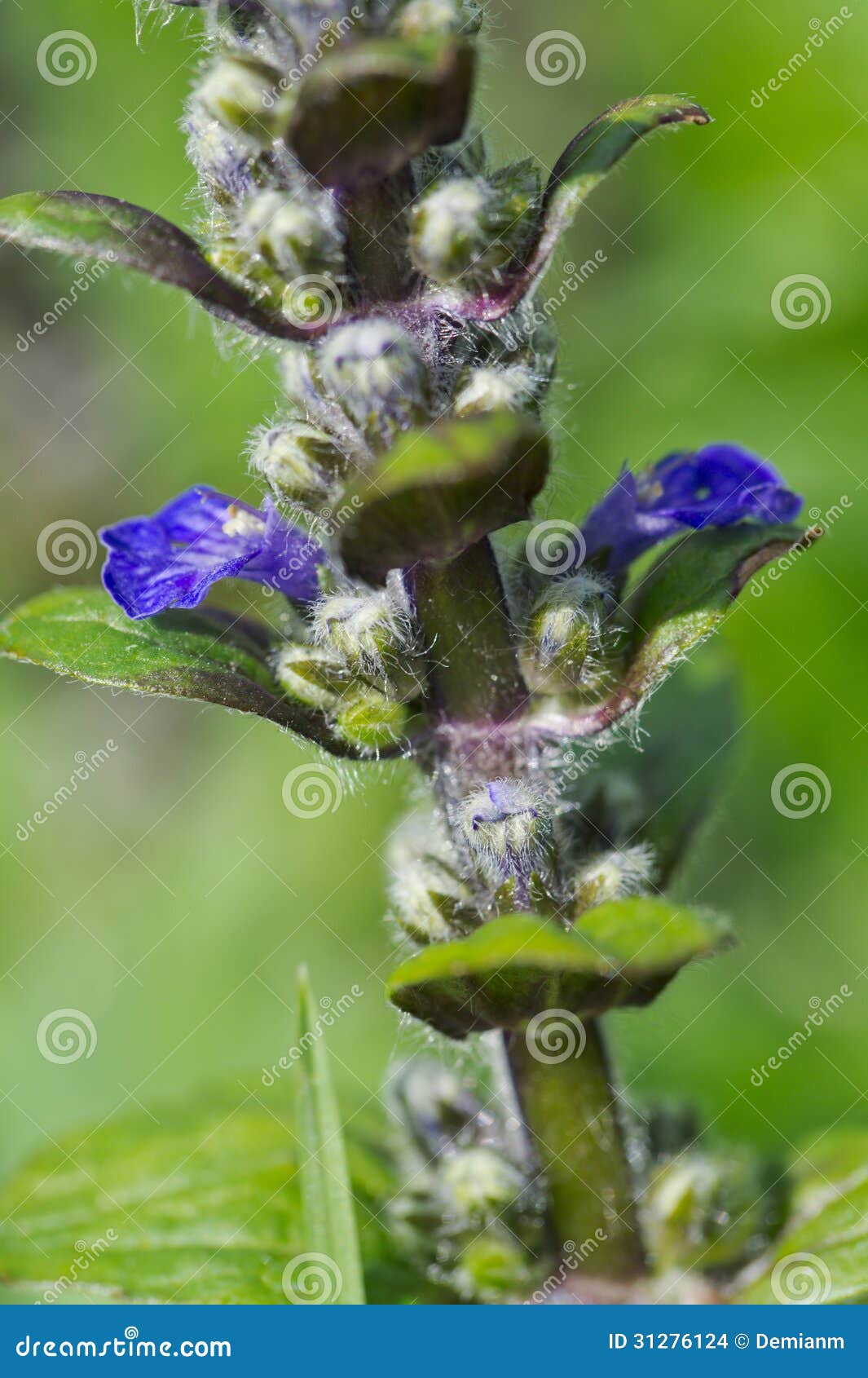 Fleur De Bugle-mauvaise Herbe Photo stock - Image du fleurs, centrales ...