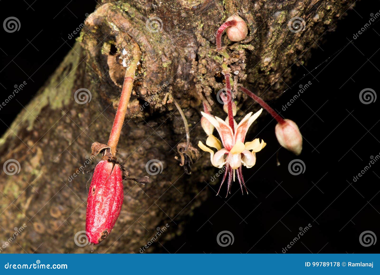 Fleur de cacaoyer photo stock. Image du ferme, plantation - 99789178