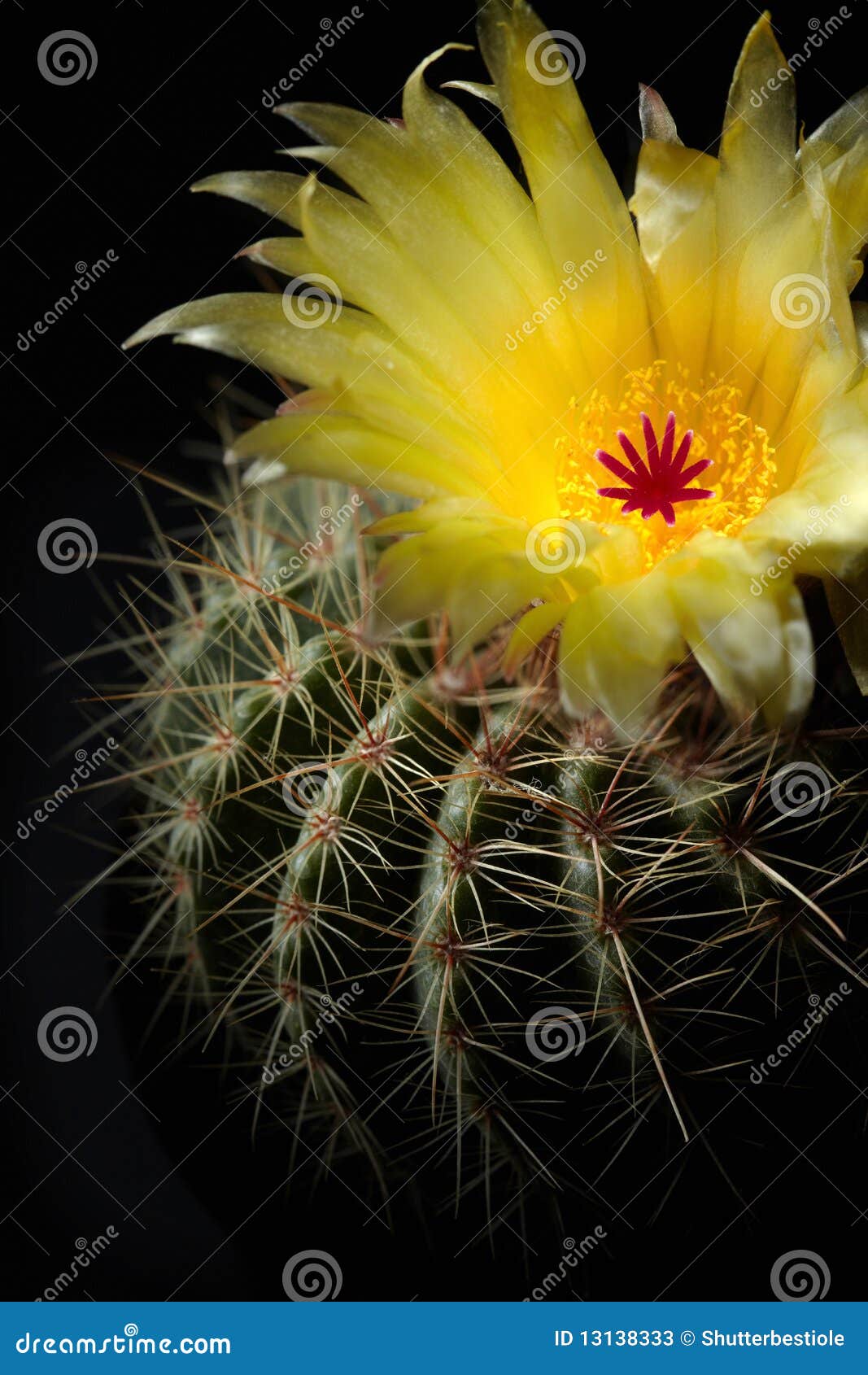 Fleur de cactus image stock. Image du épine, pouvoir - 13138333