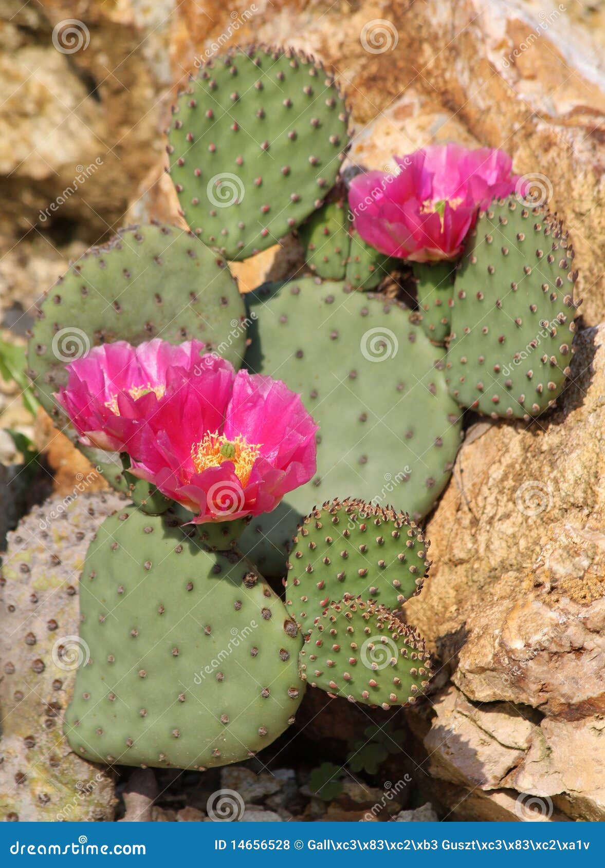 Fleur de cactus photo stock. Image du sauvage, succulent - 14656528
