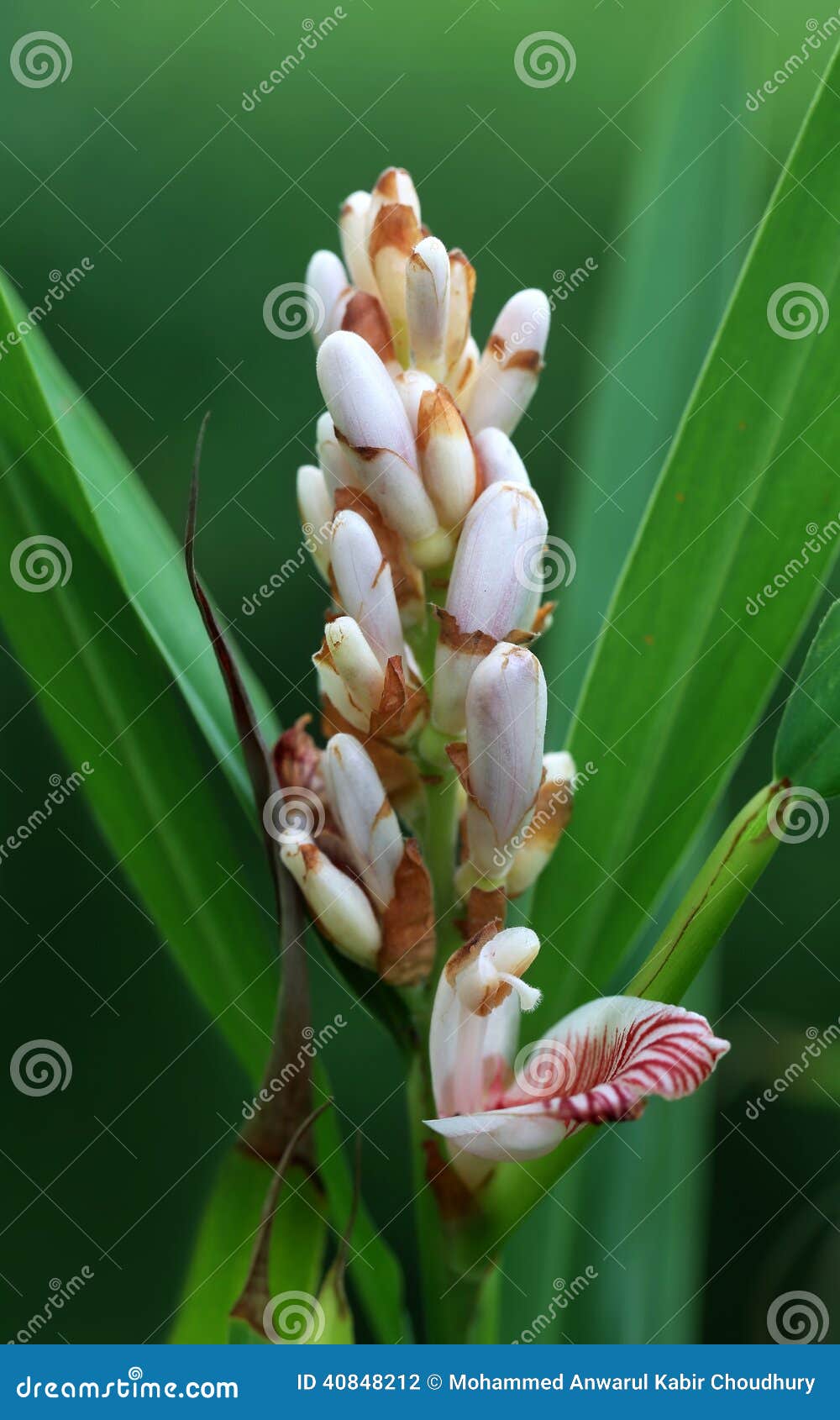 Fleur de cardamome photo stock. Image du épices, beau - 40848212