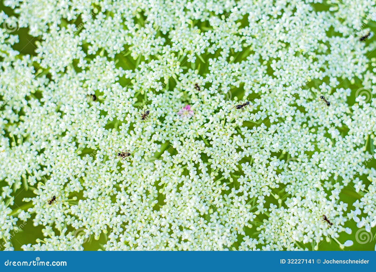 Fleur de carotte sauvage image stock. Image du nature - 32227141