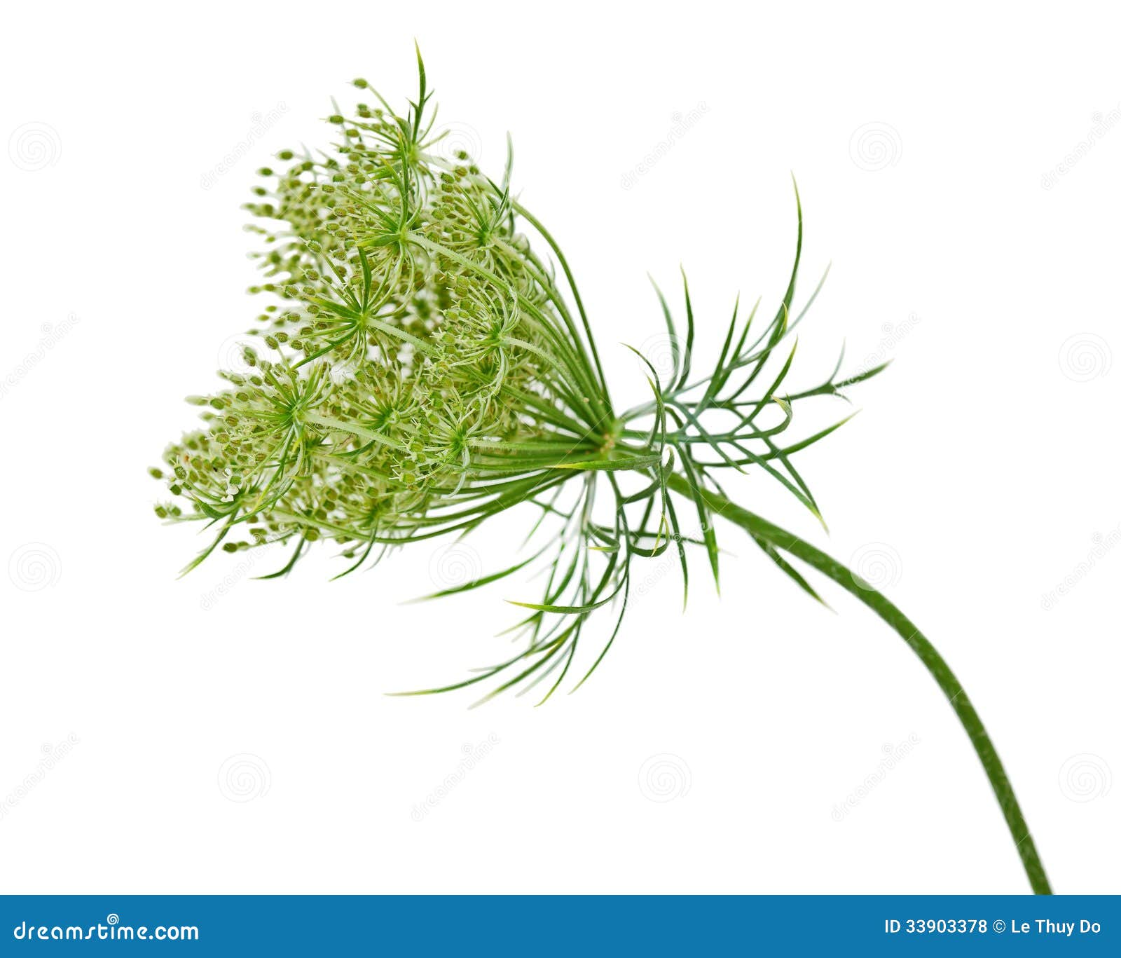 Fleur de carotte sauvage photo stock. Image du bourgeon - 33903378