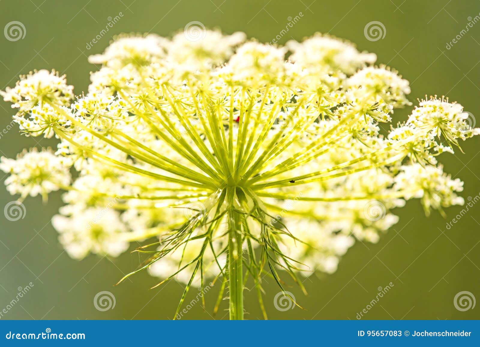 Fleur De Carotte Sauvage Du Wildflower Image stock - Image du lumineux ...