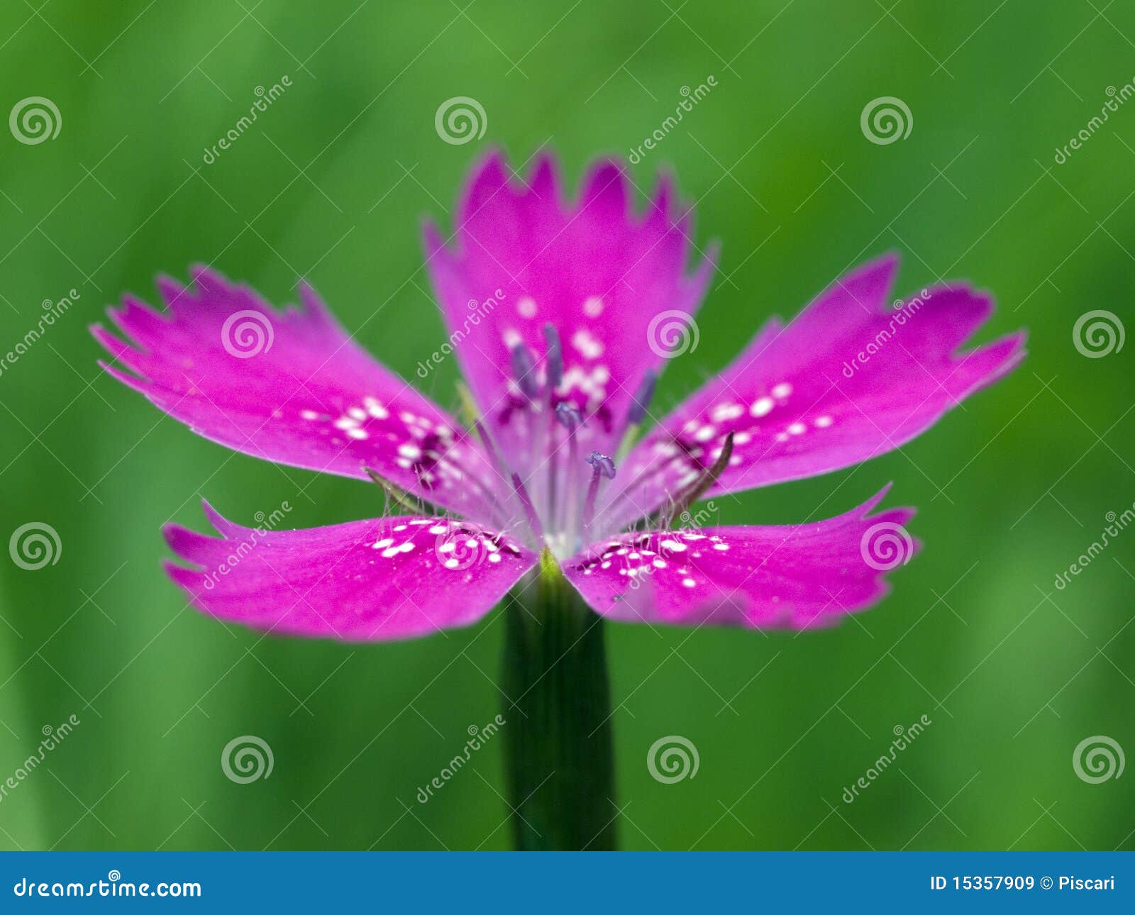 Fleur de clous de girofle image stock. Image du nature - 15357909