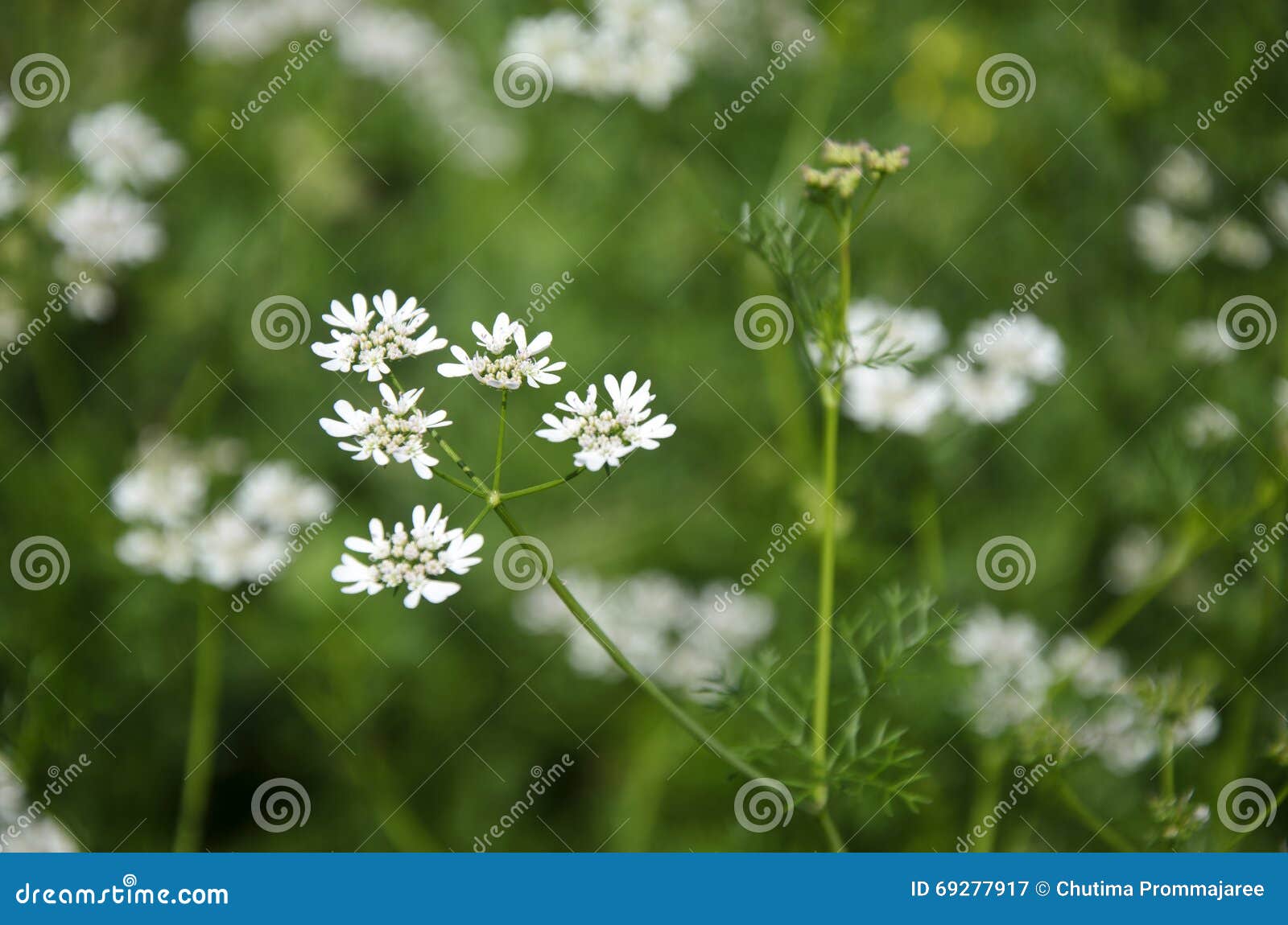Fleur de coriandre image stock. Image of saveur, herbe - 69277917