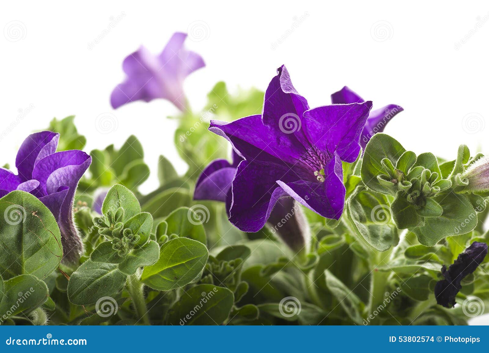 Fleur de couleur violette photo stock. Image du feuillage - 53802574