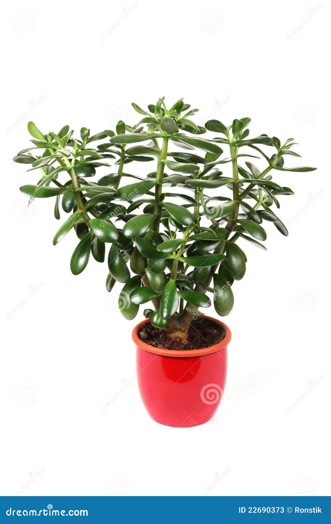 Fleur De Crassula Dans Un Bac Rouge Image stock - Image du jardinage ...