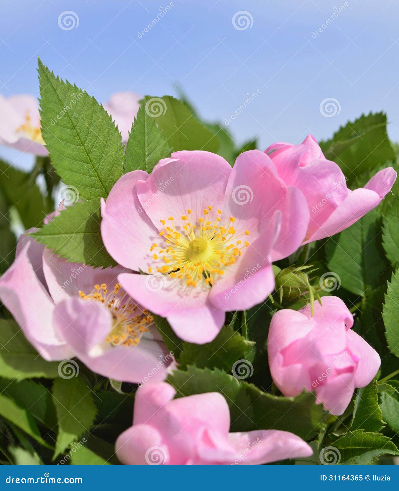 Fleur de cynorrhodon image stock. Image du pétale, fond - 31164365