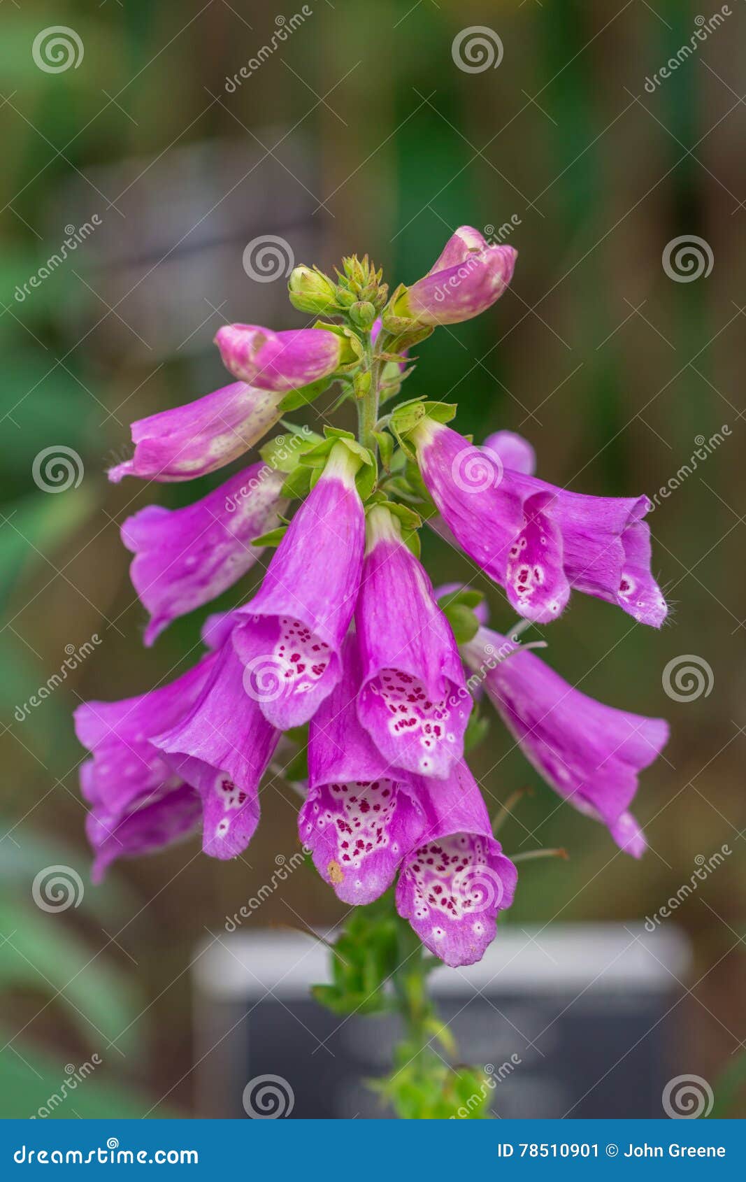 Fleur de digitale image stock. Image of nature, europe - 78510901