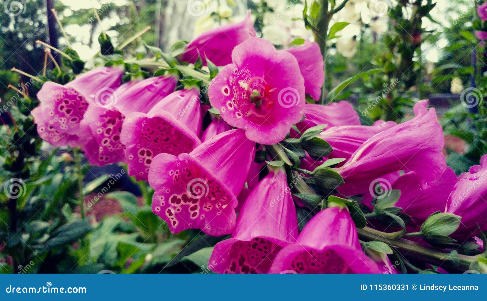 Fleur De Digitale (purpurea De Digitale) Image stock - Image du earth ...