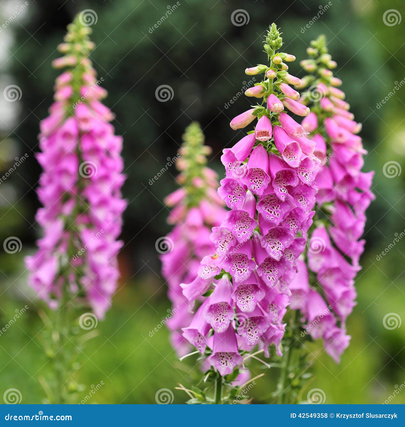 Fleur De Digitale (purpurea De Digitale) Photo stock - Image du fleur ...