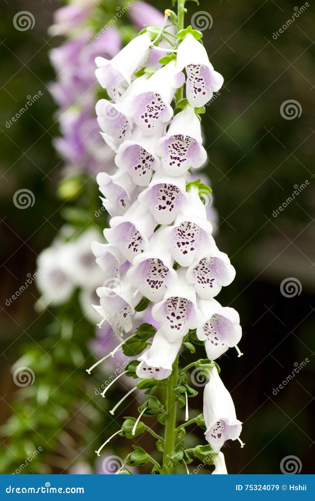 Fleur De Digitale (purpurea De Digitale) Image stock - Image du ...
