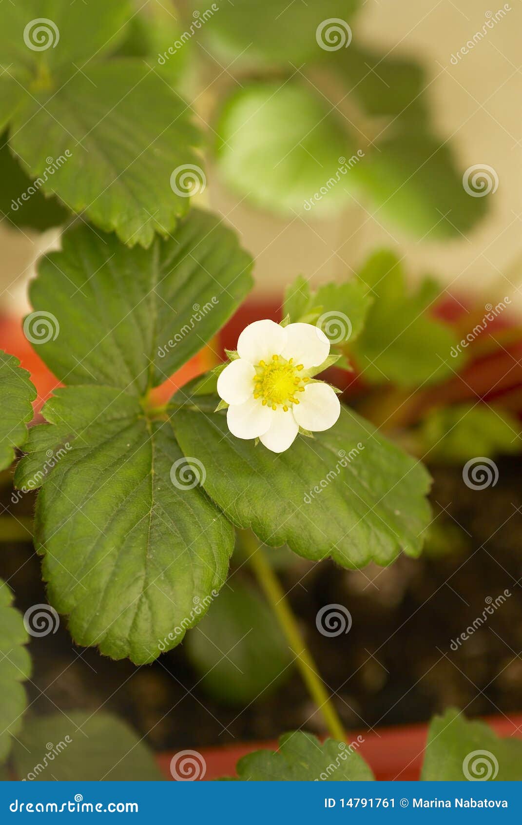 Fleur de fraisier commun image stock. Image du ressort - 14791761