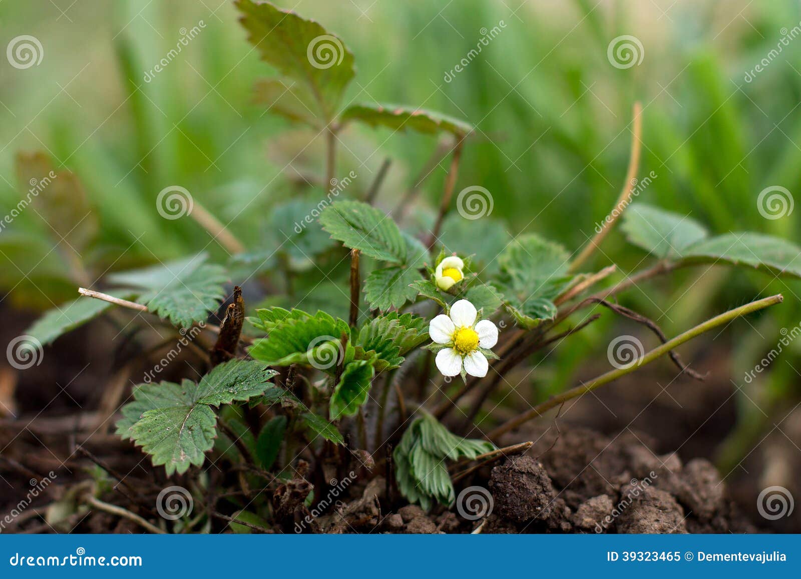 Fleur de fraisier commun image stock. Image du herbe - 39323465