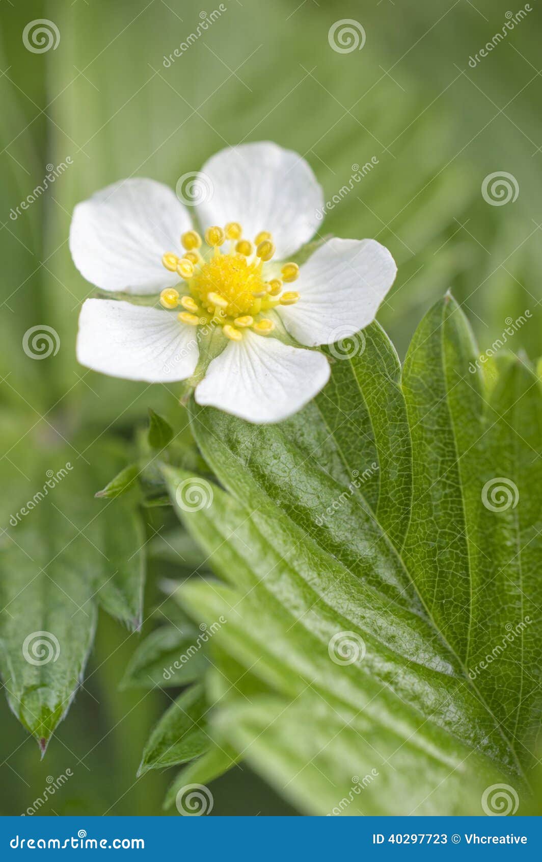 Fleur de fraisier commun image stock. Image du pétales - 40297723
