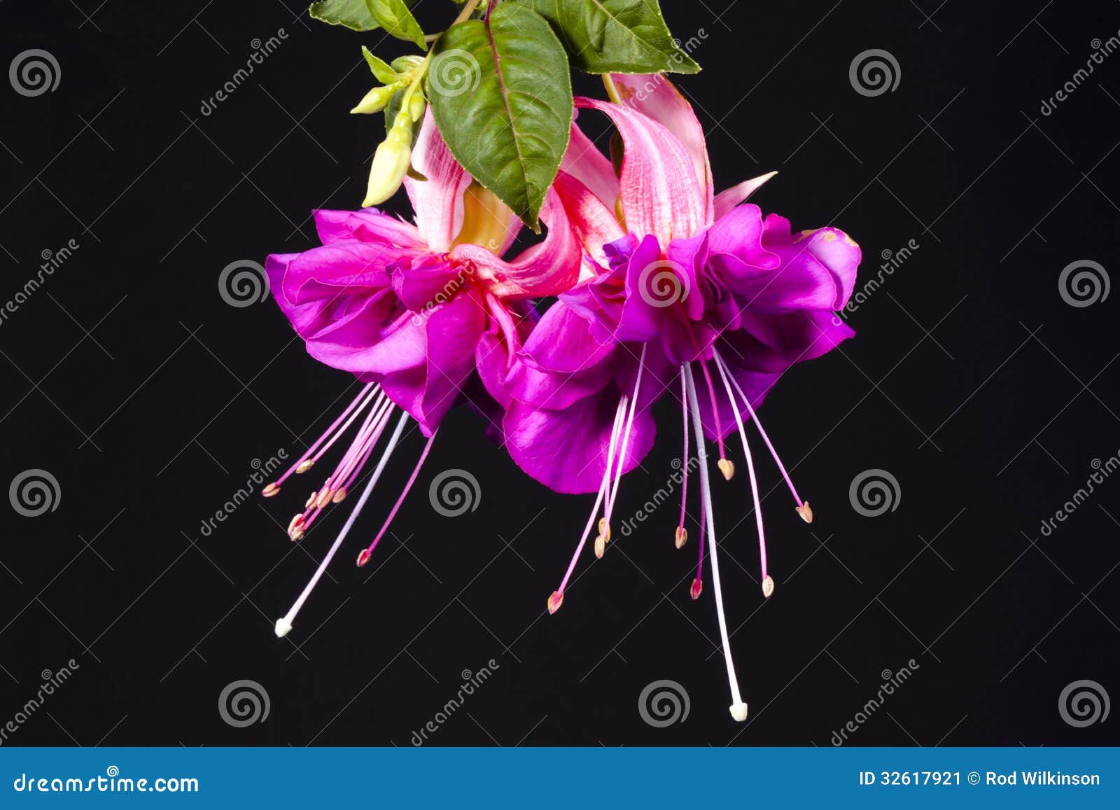 Fleur de Fushia image stock. Image du saisons, sauvage - 32617921