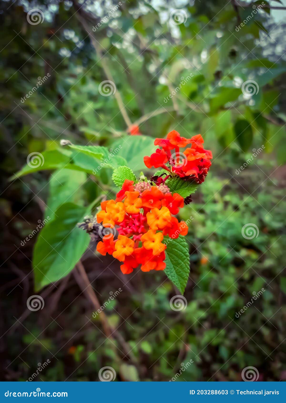 Fleur de ghaneri image stock. Image du nature, fond - 203288603