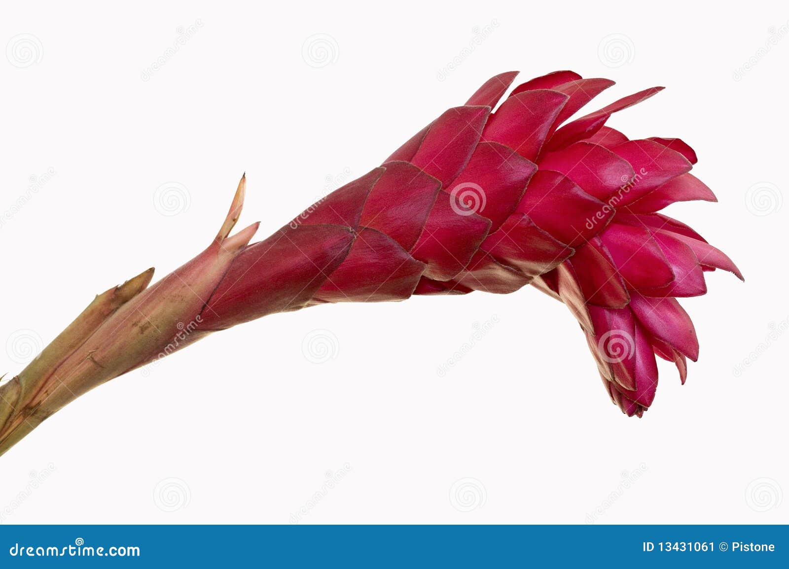 Fleur de gingembre rouge image stock. Image du découpage - 13431061