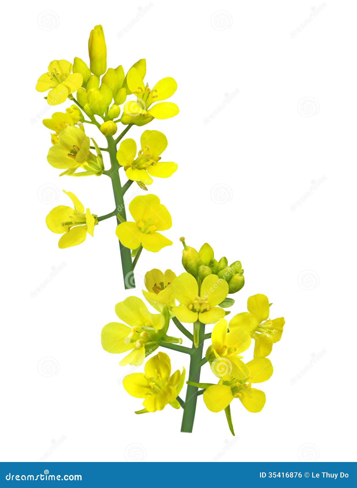 Fleur de graine de colza photo stock. Image du tige, légume - 35416876