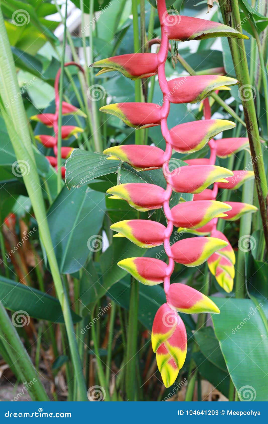 Fleur De Heliconia De Fleur Image stock - Image du foncé, contexte ...