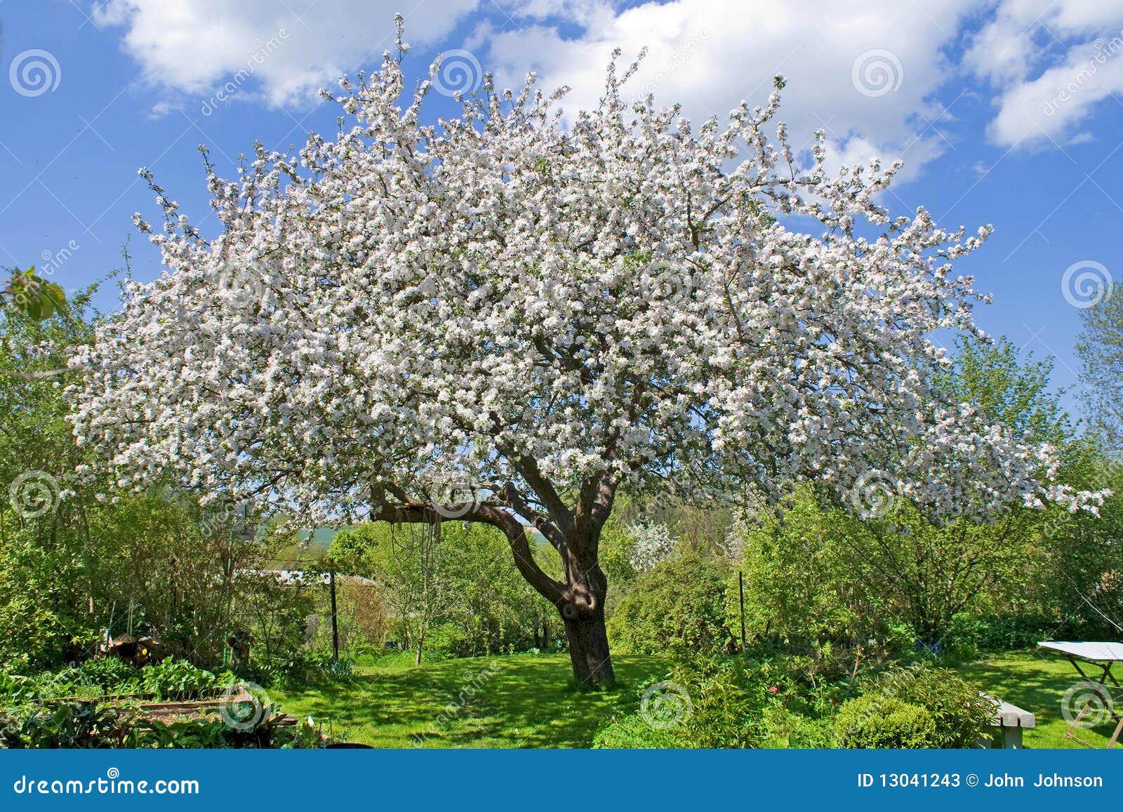 Fleur de jardin d'arbre image stock. Image du leafs, isolement - 13041243