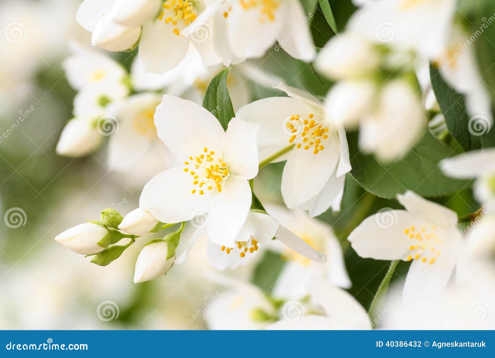 Fleur de jasmin photo stock. Image du flore, orientation - 40386432