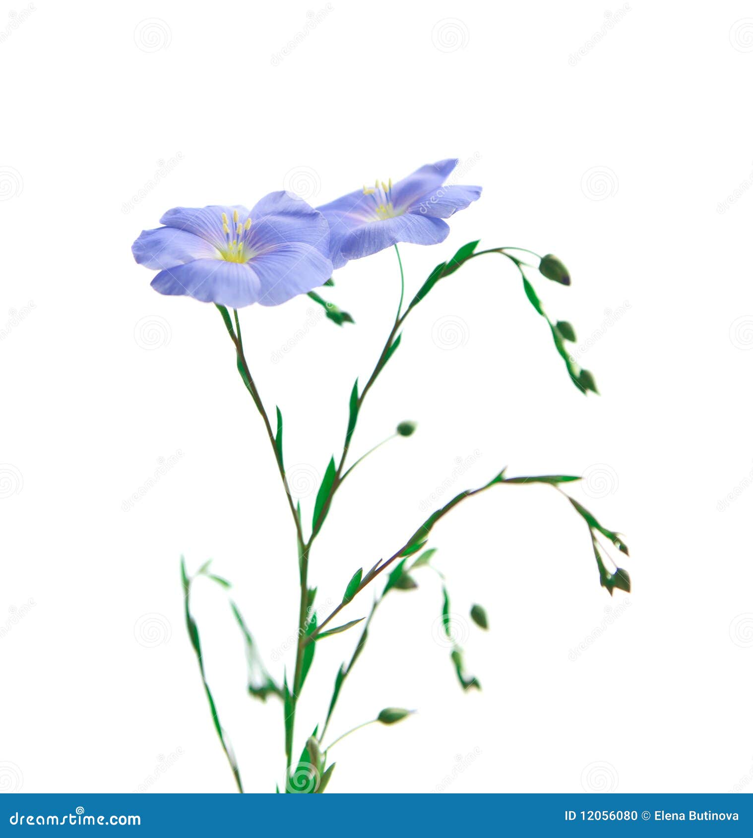 Fleur de lin textile photo stock. Image du herbe, fragilité - 12056080